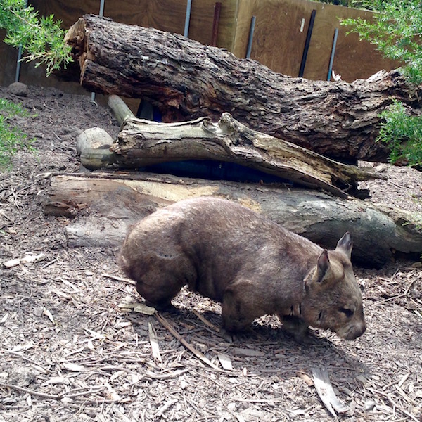 Wombat at Moonlit Sanctuary - Free Two Roam