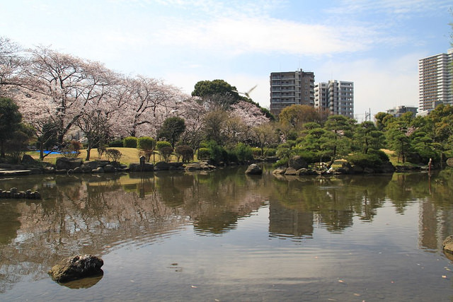 Sumida Park in bloom - Free Two Roam