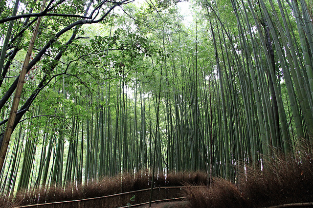 Bamboos everywhere! - Free Two Roam