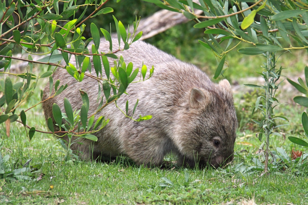 A wombat eating his dinner! - Free Two Roam
