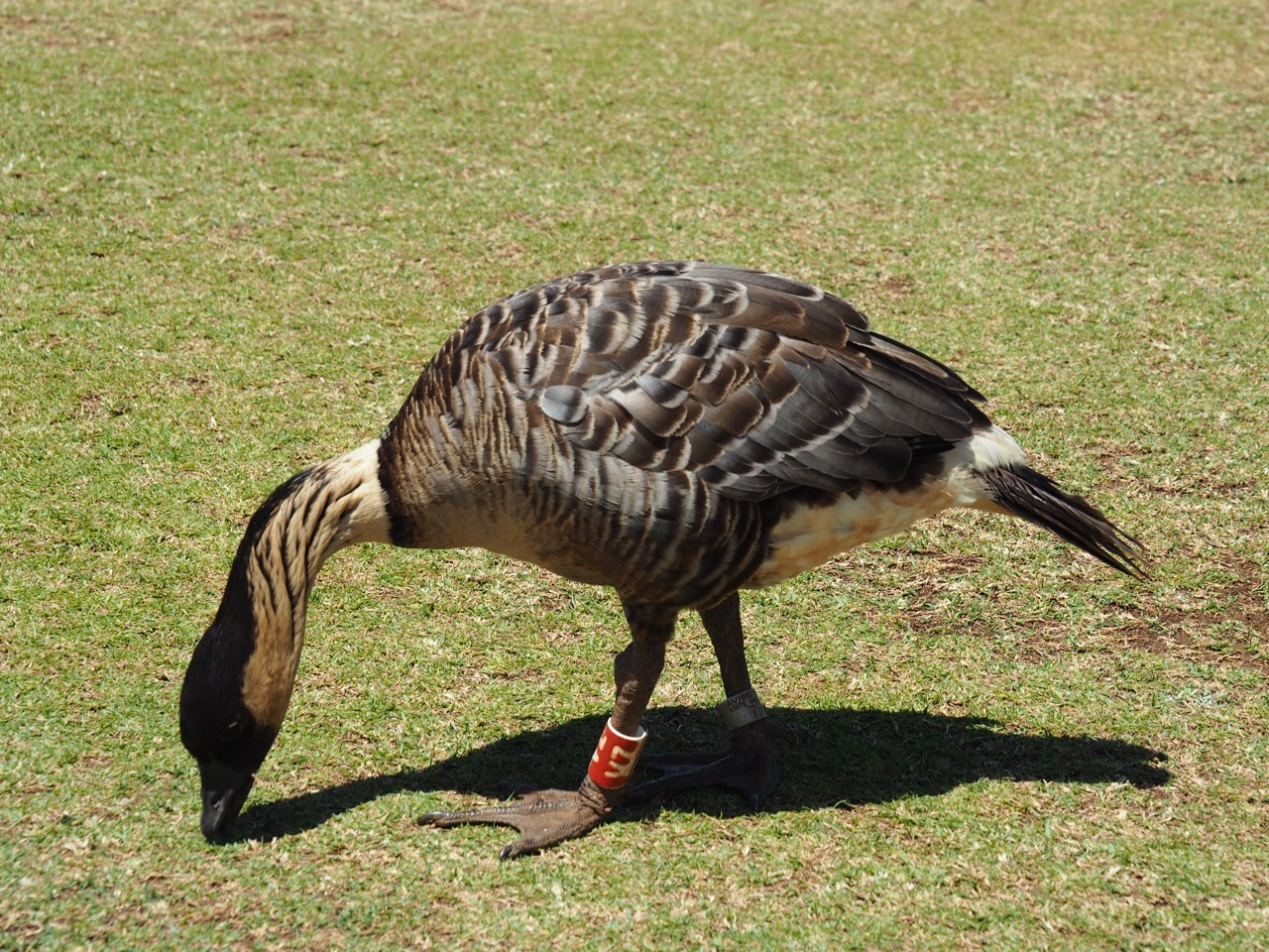 A Nene (endangered Hawaiian goose). - Free Two Roam