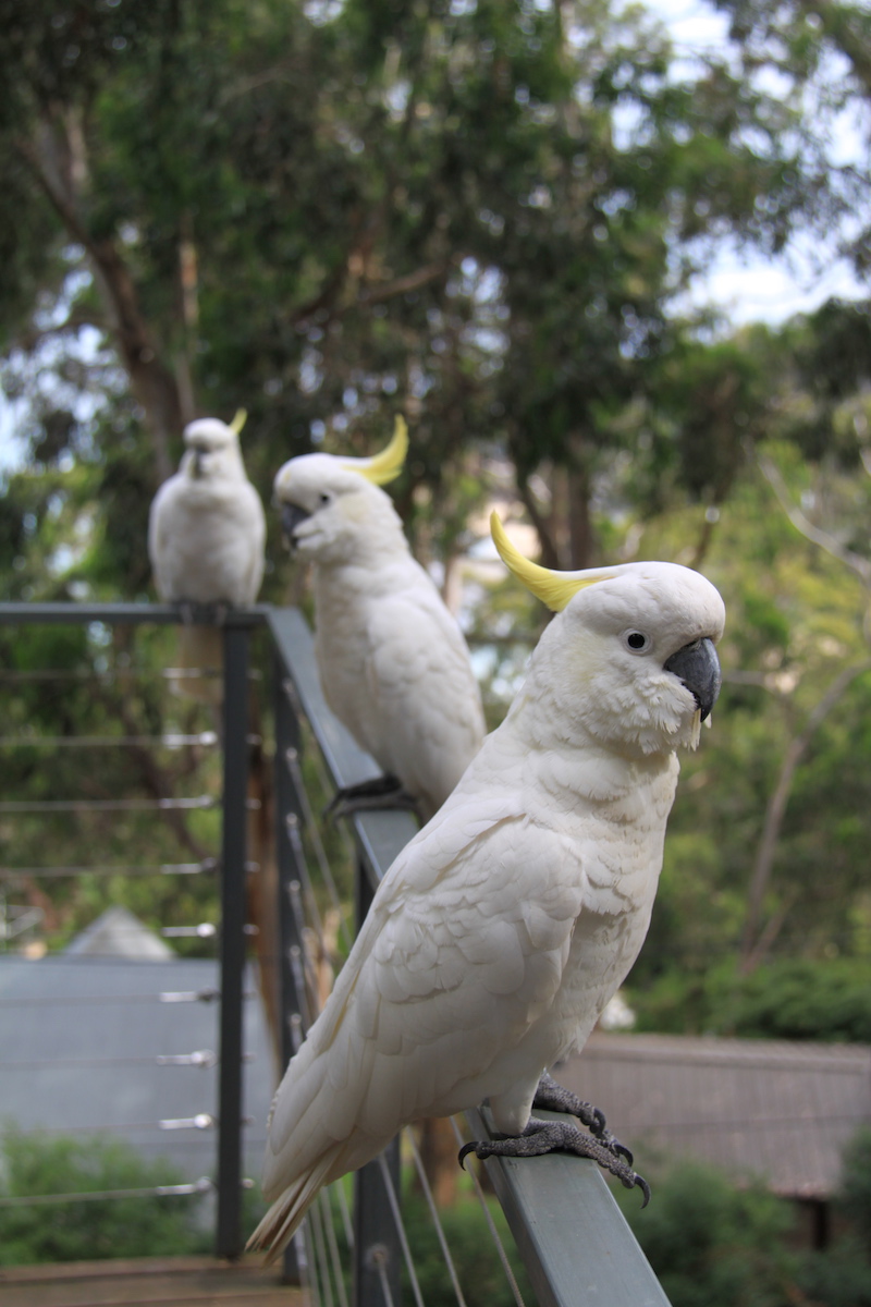 koka - Free Two Roam