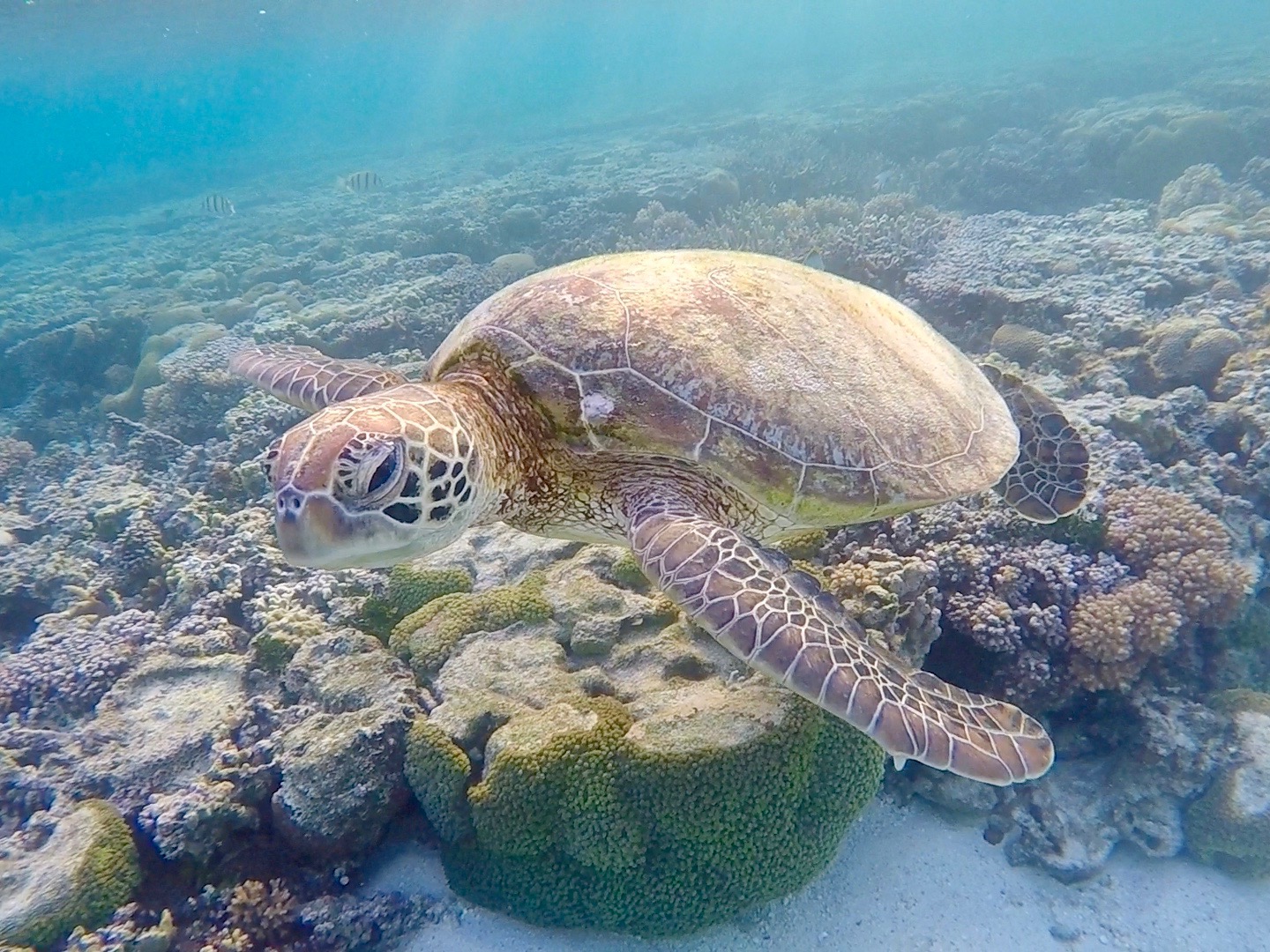 Lady Elliot Island: The Best Place to Explore the Great Barrier Reef ...