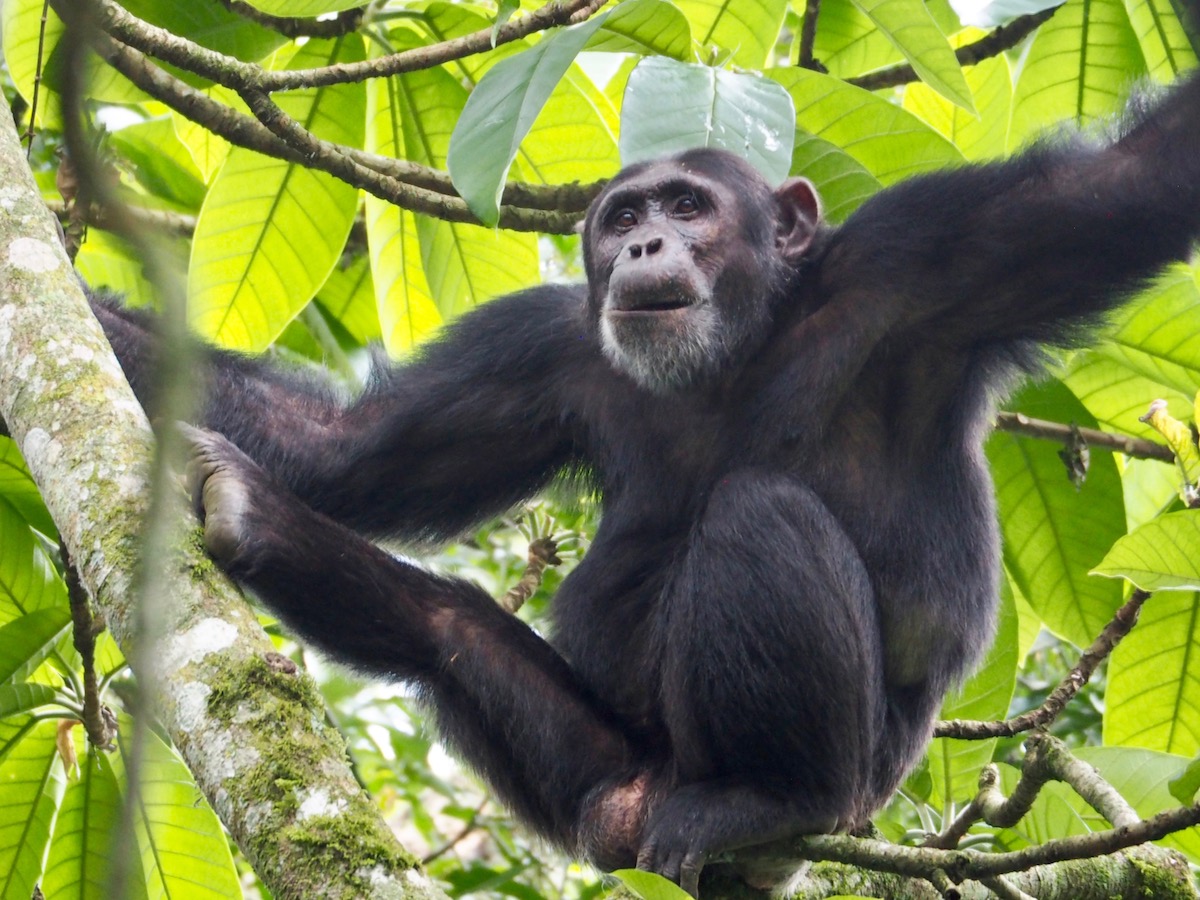 Chimp in tree - Free Two Roam