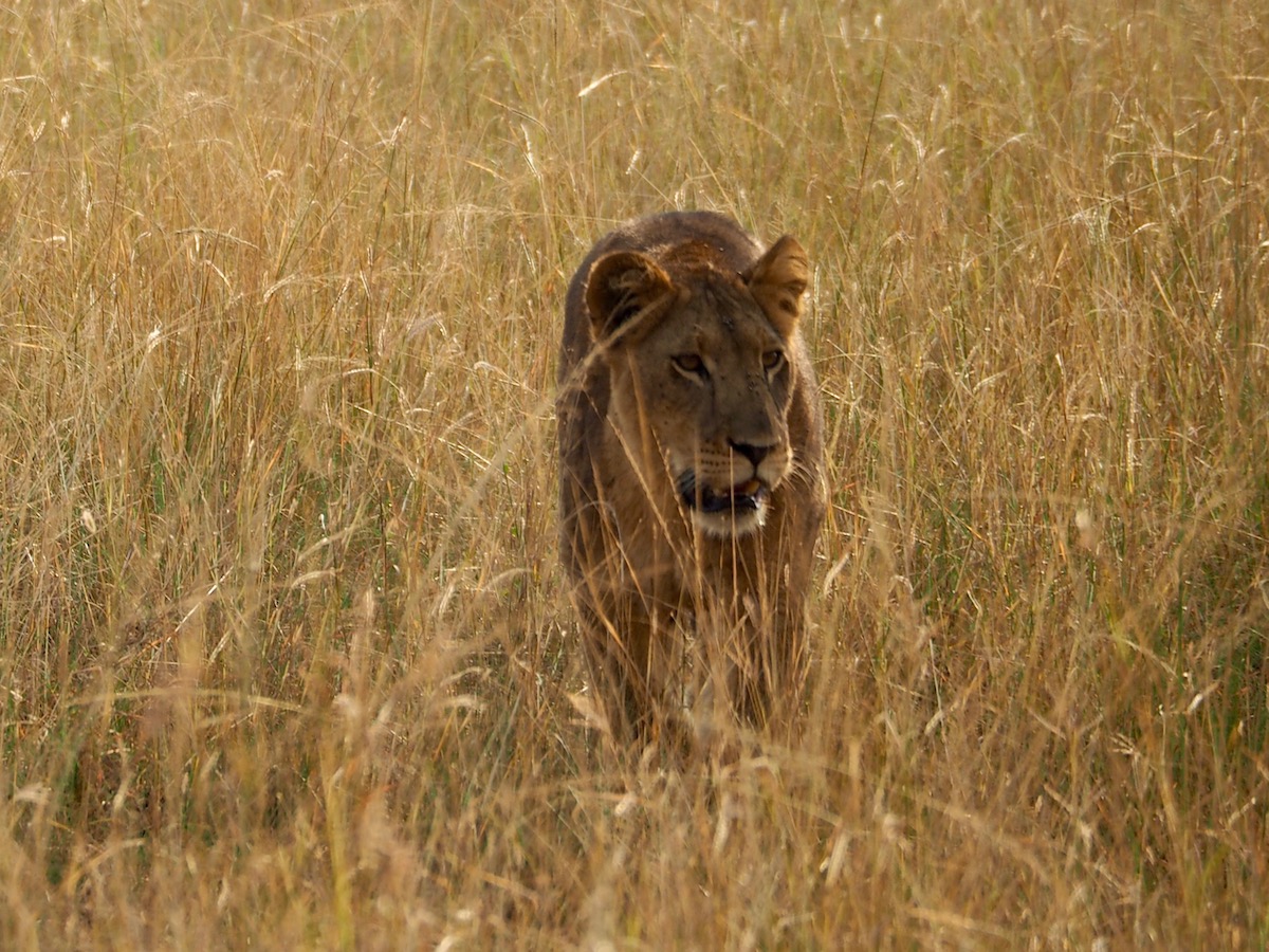 Our Lion Tracking Experience in the Queen Elizabeth National Park ...