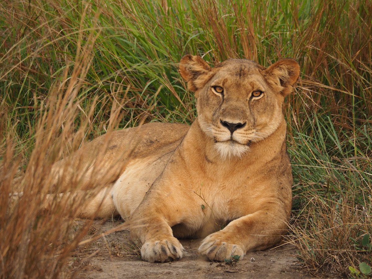 Our Lion Tracking Experience in the Queen Elizabeth National Park ...