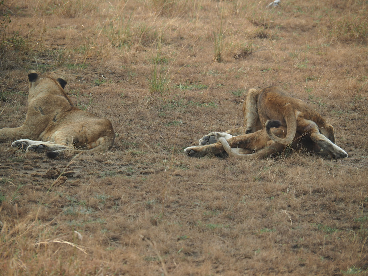 Our Lion Tracking Experience in the Queen Elizabeth National Park ...
