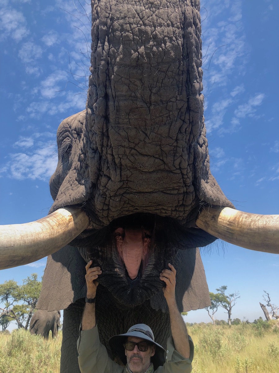 Our Morning with Jabu and Morula at the Living With Elephants ...