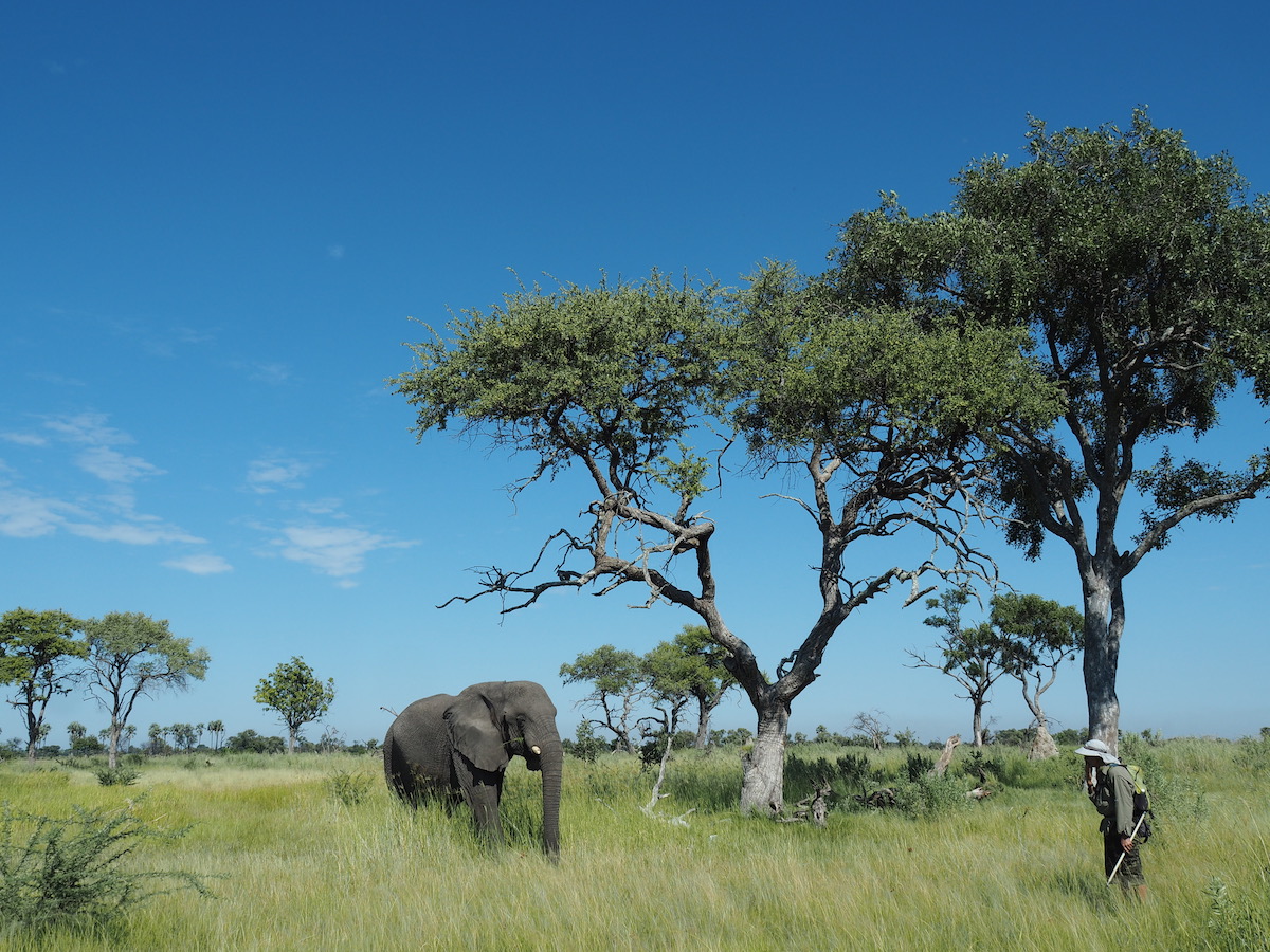 Our Morning with Jabu and Morula at the Living With Elephants ...