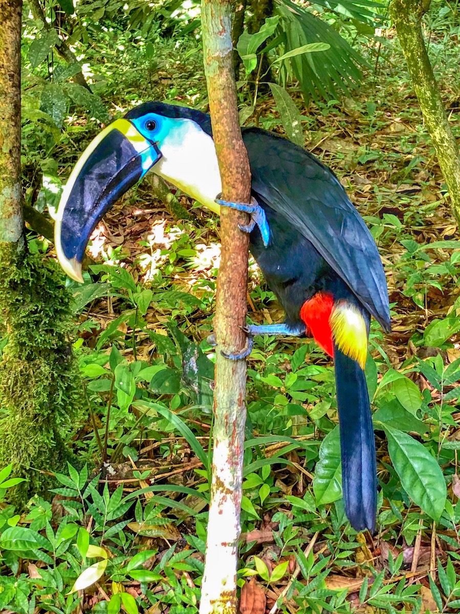 tucan - Free Two Roam