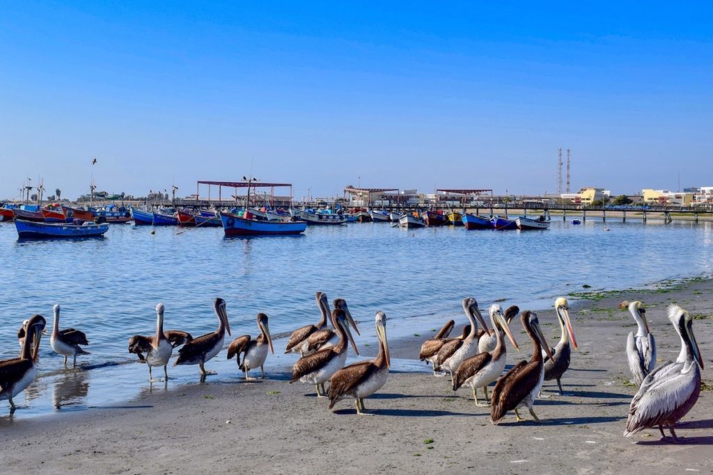 A Quick Guide to the Peruvian Seaside Town of Paracas - Free Two Roam
