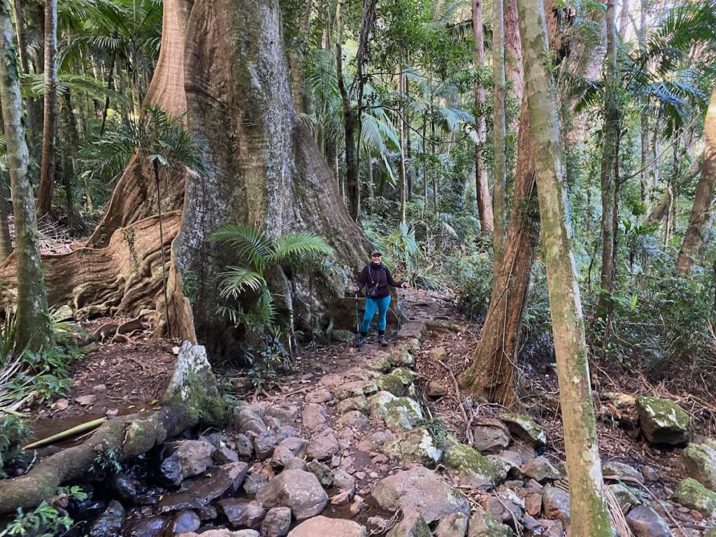 Hiking the Coomera Circuit, Lamington National Park - Free Two Roam