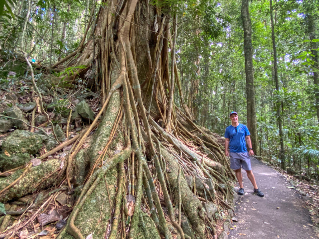 Springbrook National Park: The Top 10 Things to Do - Free Two Roam