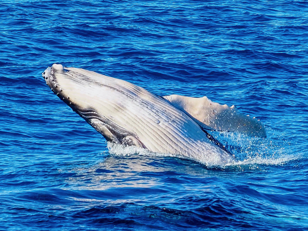 10 Best Things to Do in Hervey Bay - Free Two Roam