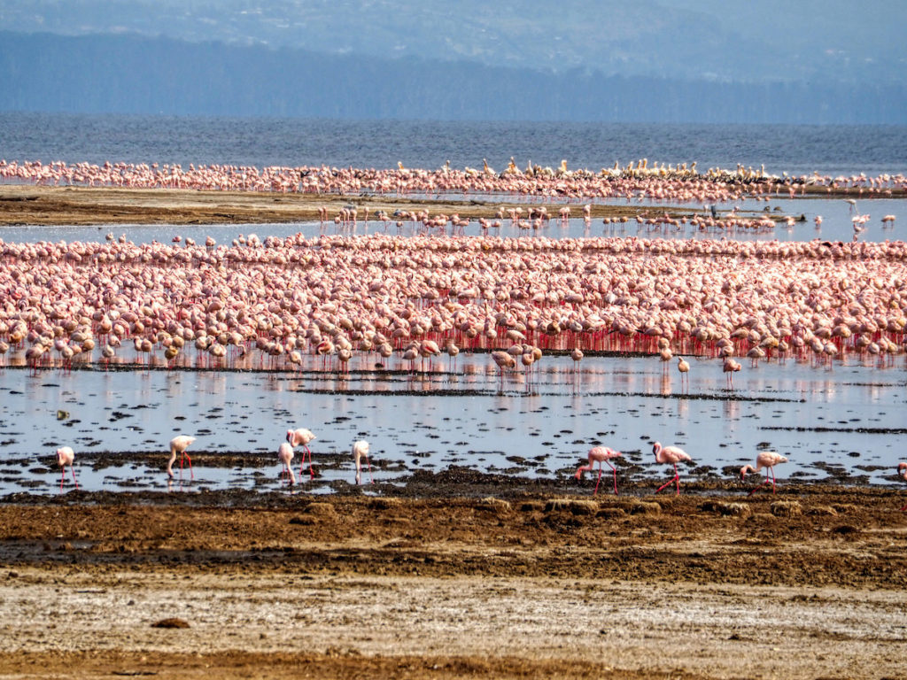 Lake Nakuru Through My Lens: A Photo Essay - Free Two Roam