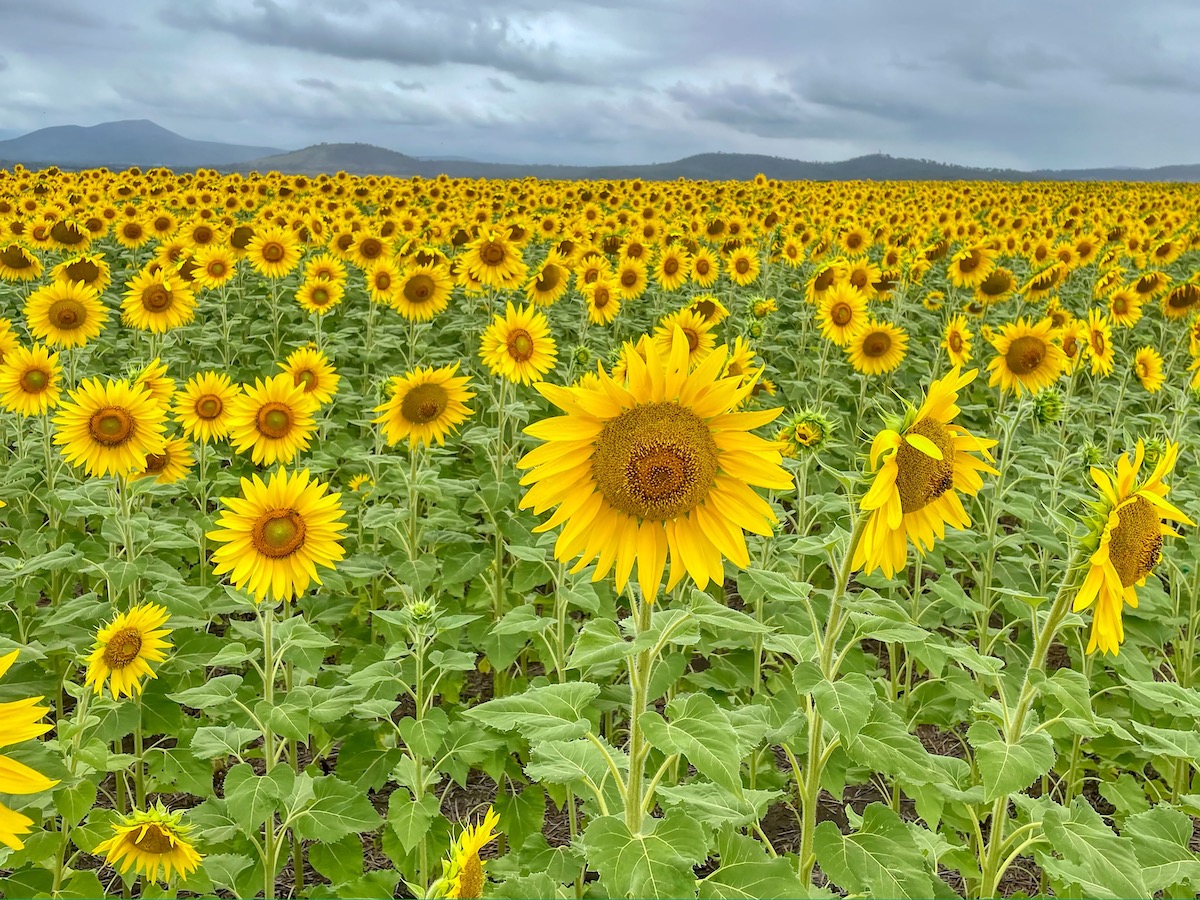 Sunflower Farm North Brisbane | Best Flower Site